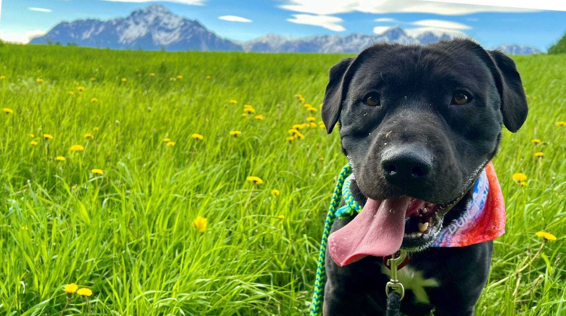 Mat-Su Sentinel | Mat-Su Valley Alaska News